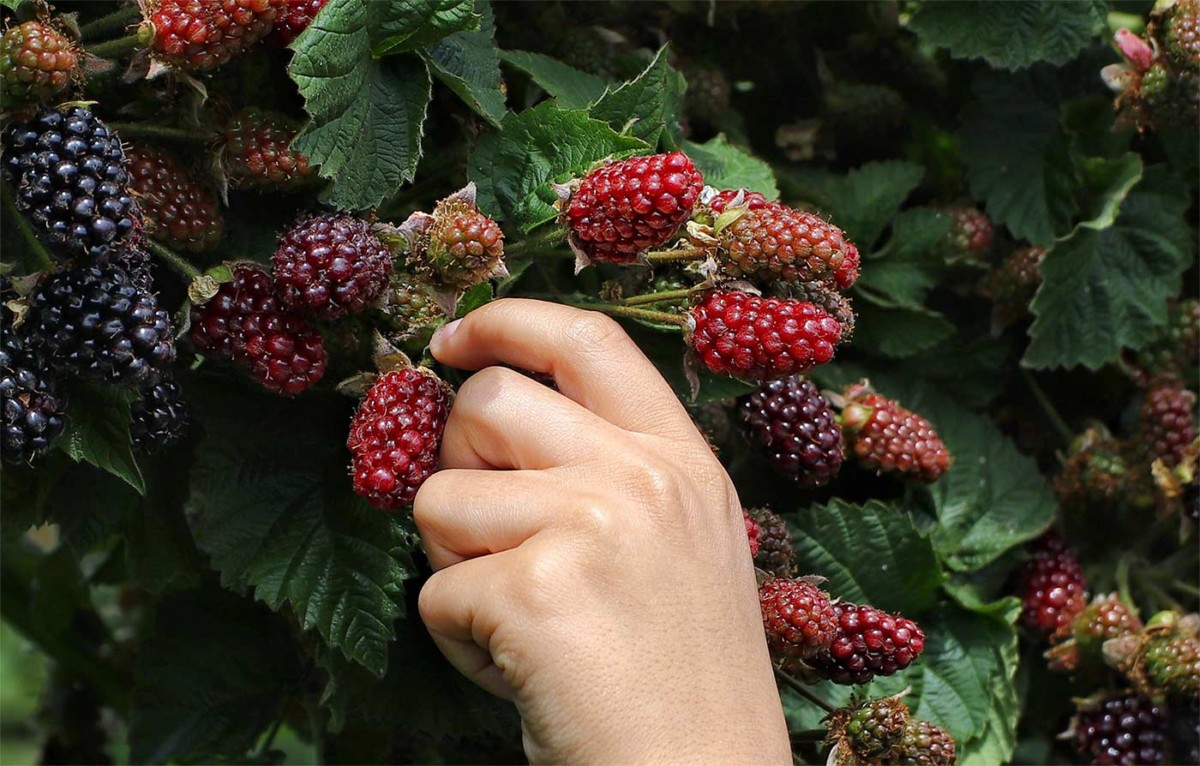 What wild edible food can you find in Britain? | Evan Evans Tours