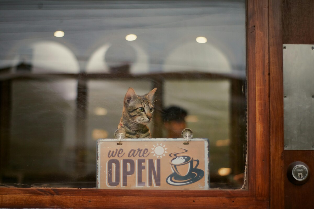Top UK Cat Cafes for Cat Lovers | Evan Evans Tours